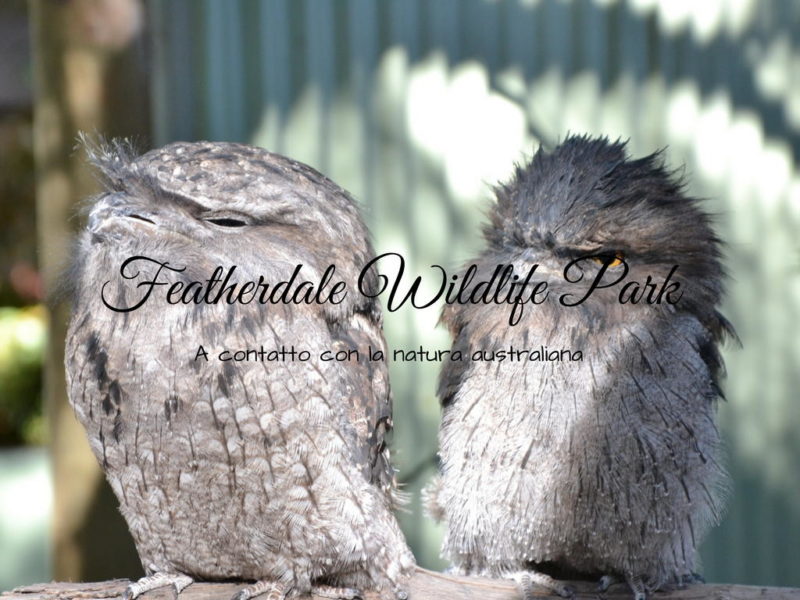 Featherdale Wildlife Park, parco naturale nei dintorni di Sydney ...