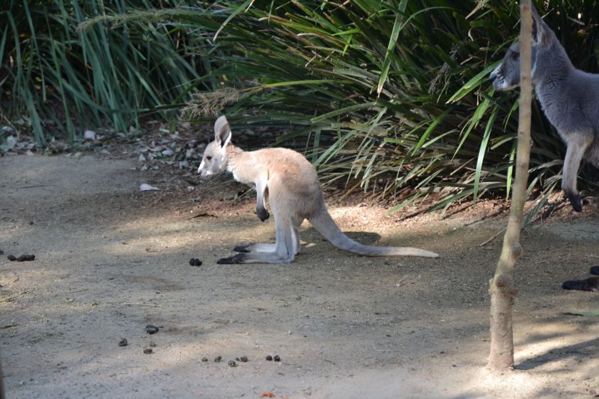 Taronga Zoo: alla scoperta della natura - Viaggiando A Testa Alta