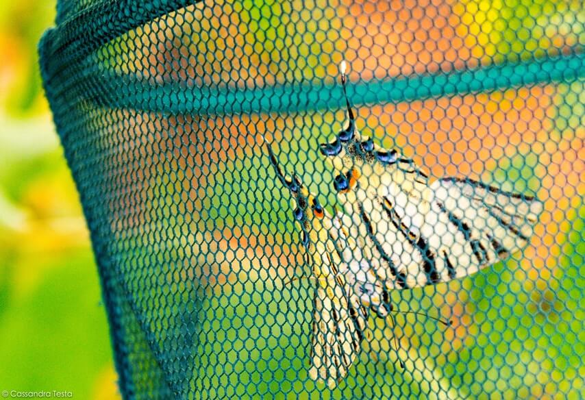 Salviamo le farfalle d'Italia, il progetto di Friend Of The Earth e ...